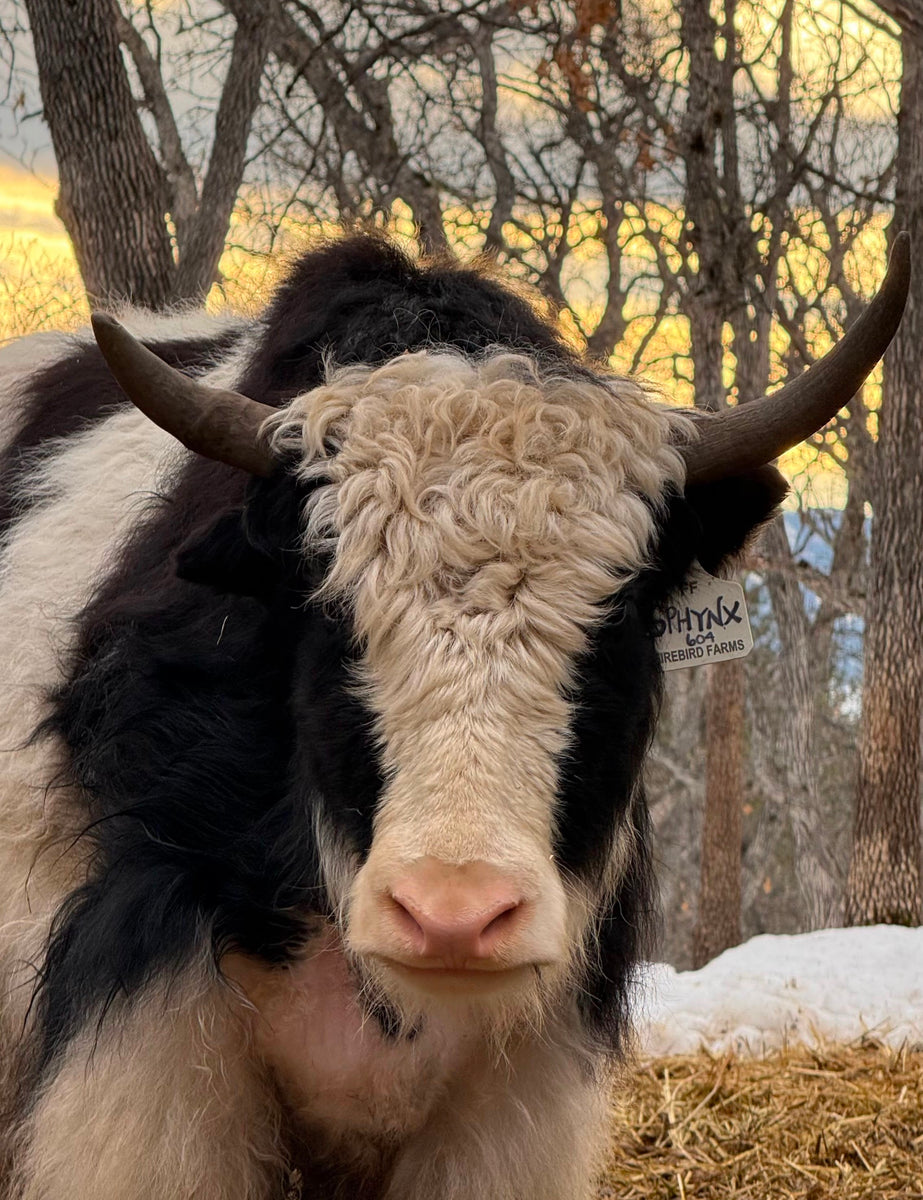 Sphynx – Firebird Farms