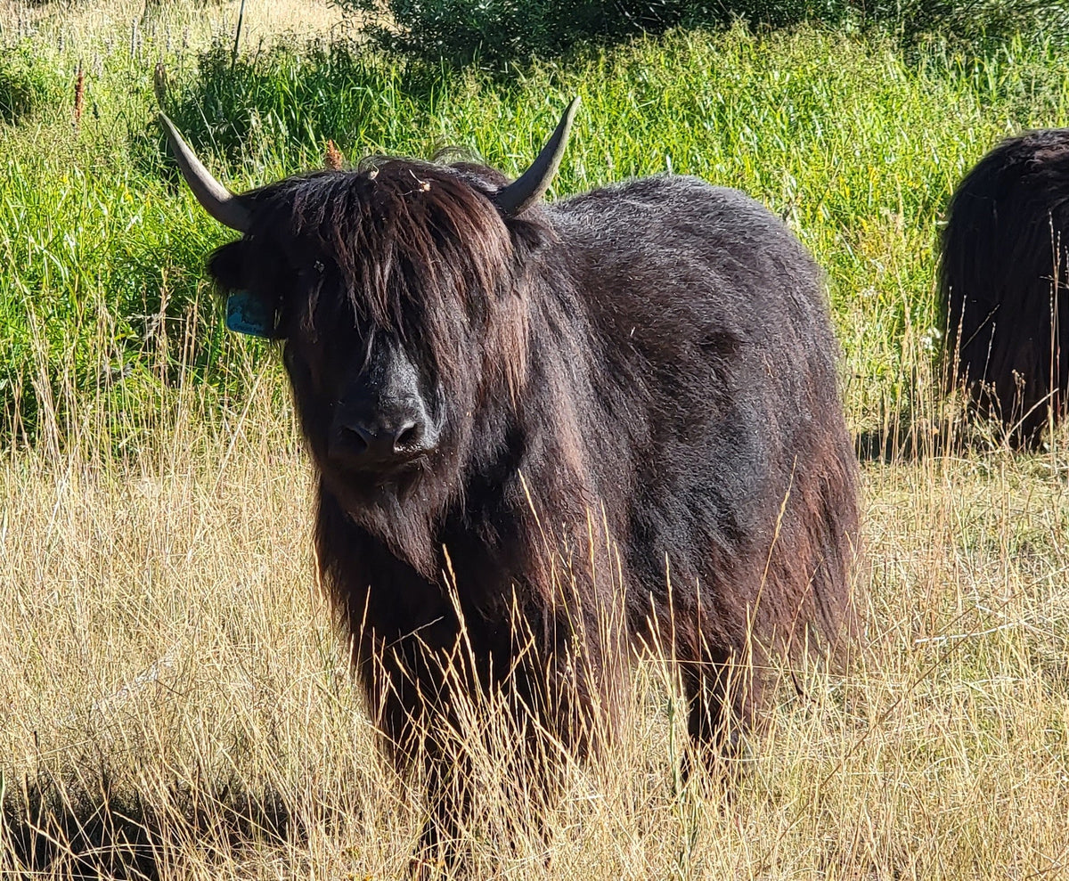 Azurite & Calf – Firebird Farms