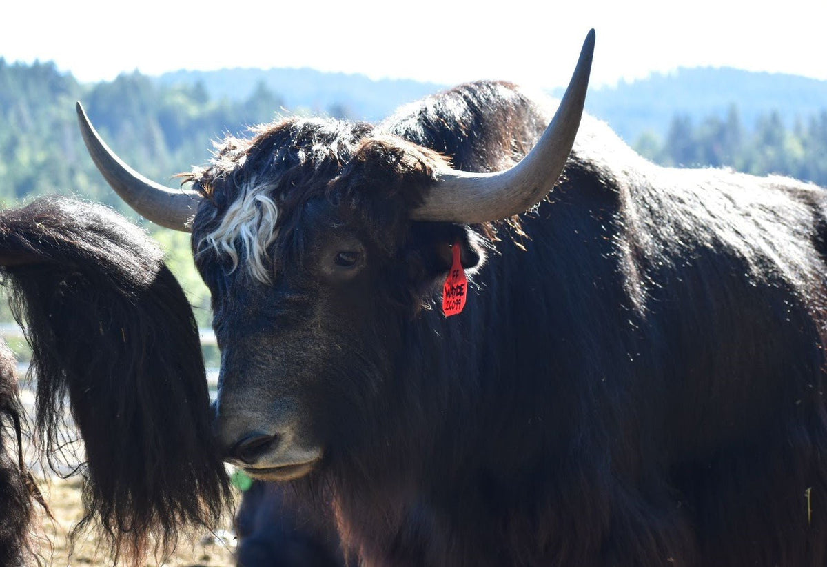 FF FireStorm Wayde – Firebird Farms