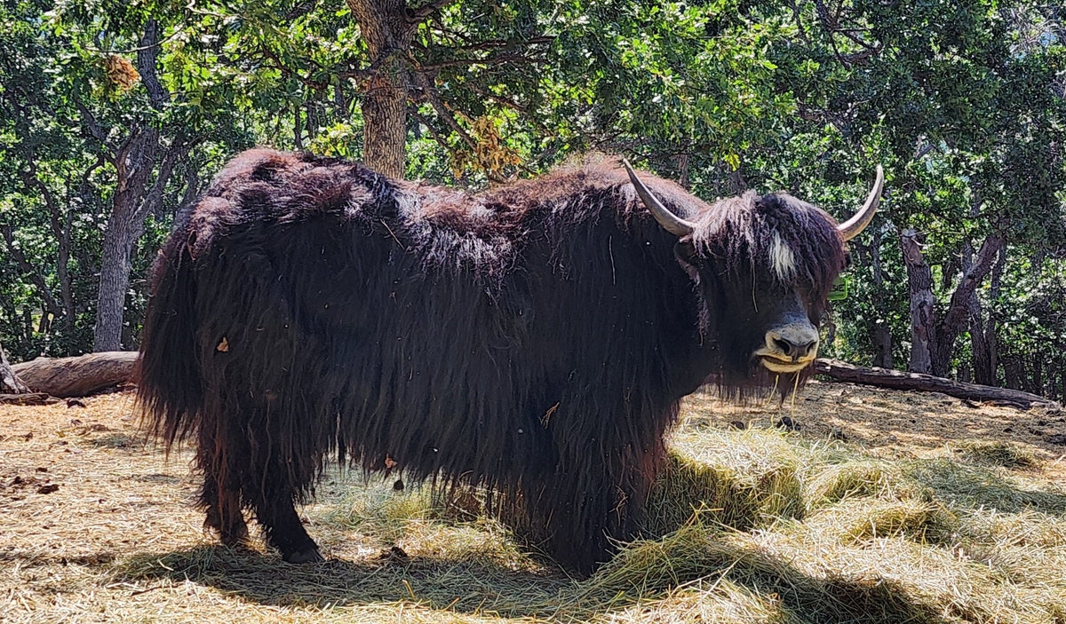 Totsie – Firebird Farms