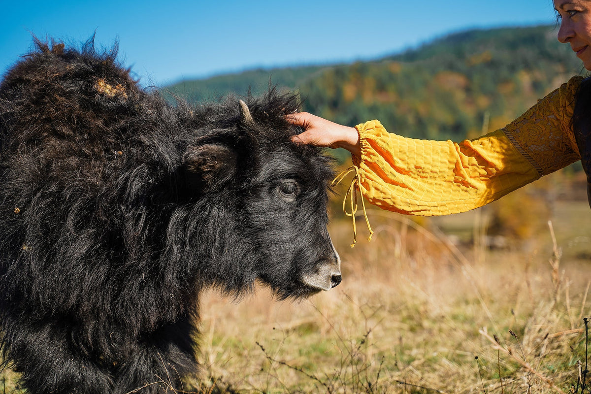 Mithra – Firebird Farms