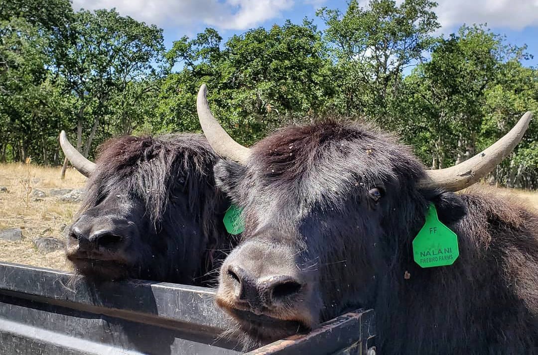 FireRain Nalani – Firebird Farms