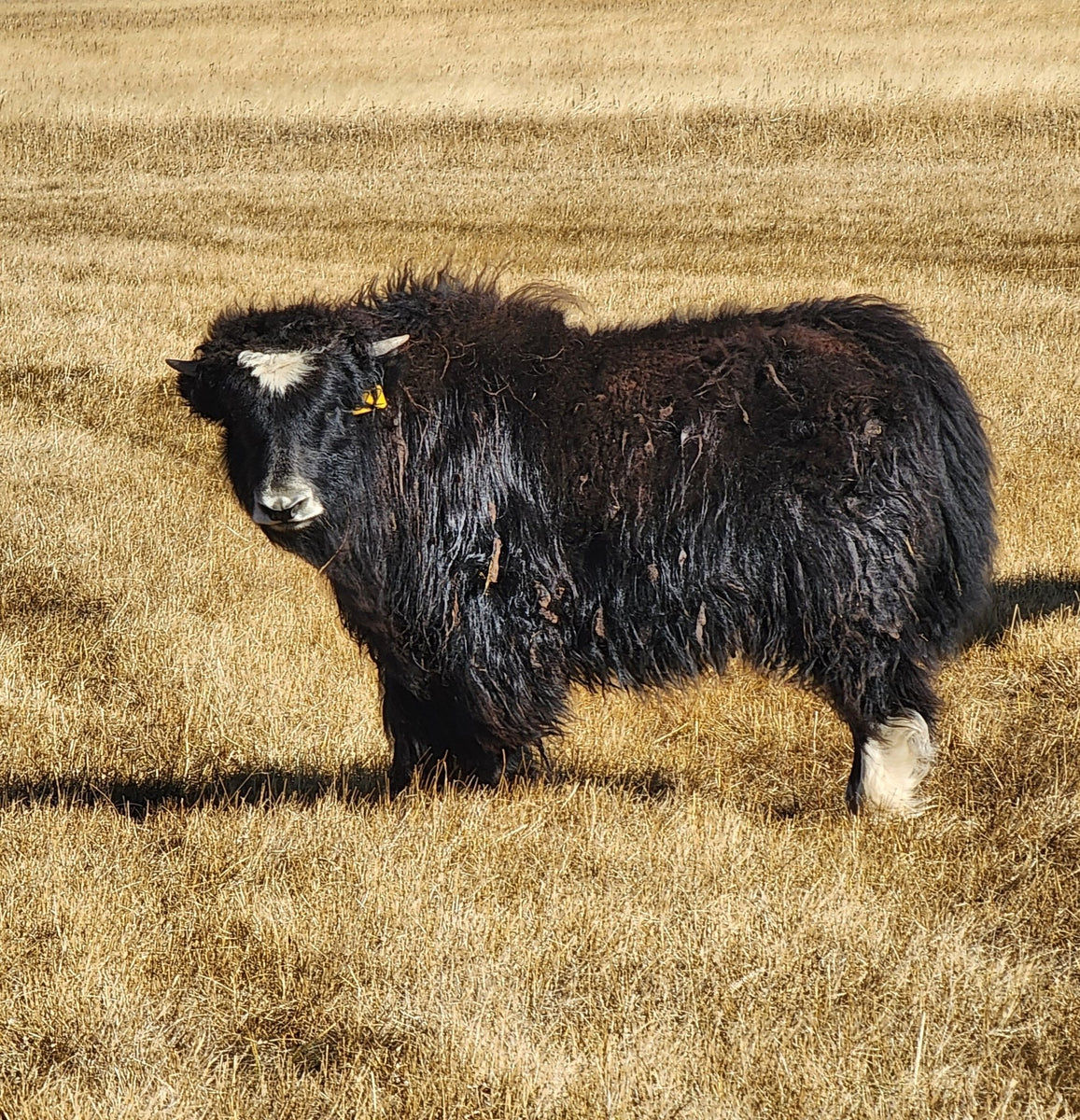 Hawk – Firebird Farms