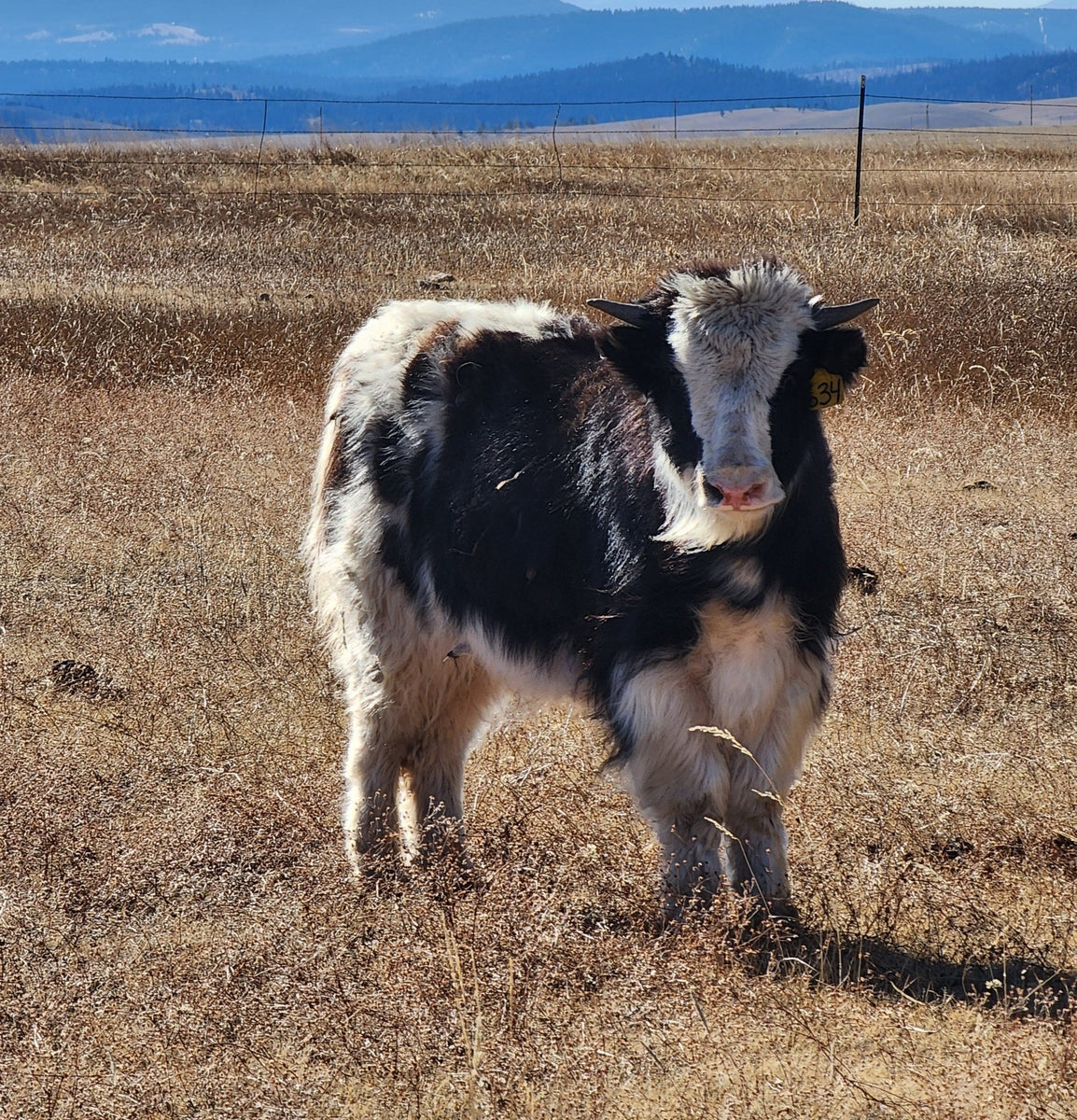 Lark – Firebird Farms