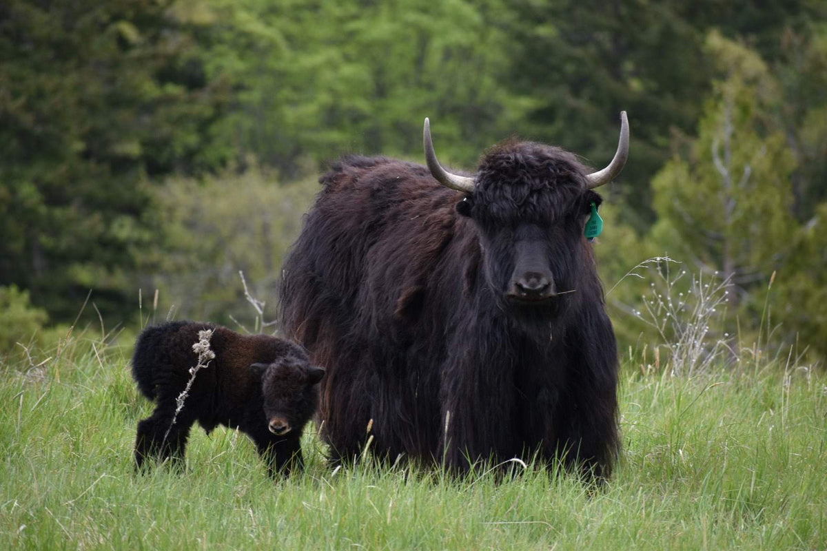 Dawa – Firebird Farms