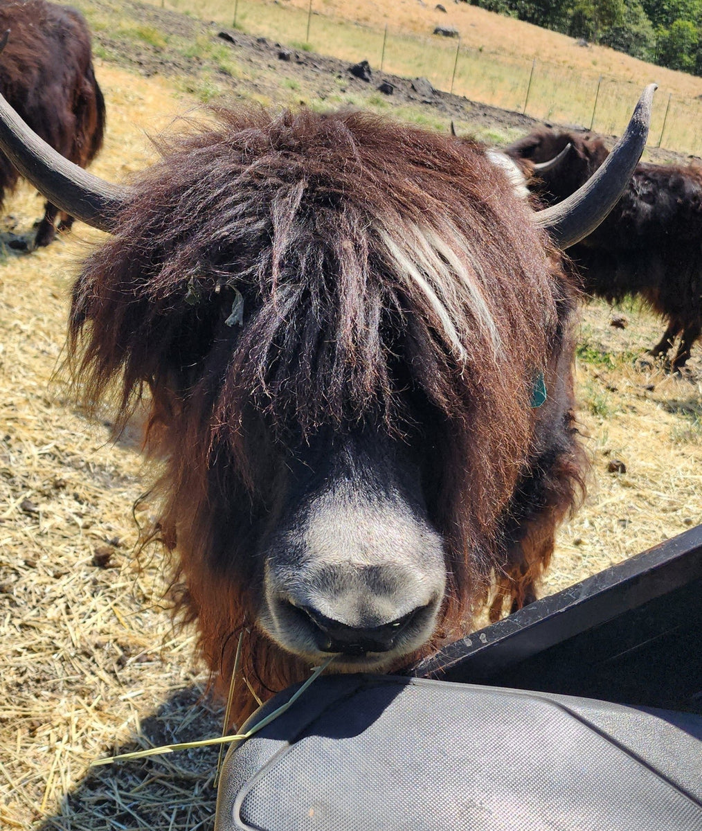 Rain – Firebird Farms