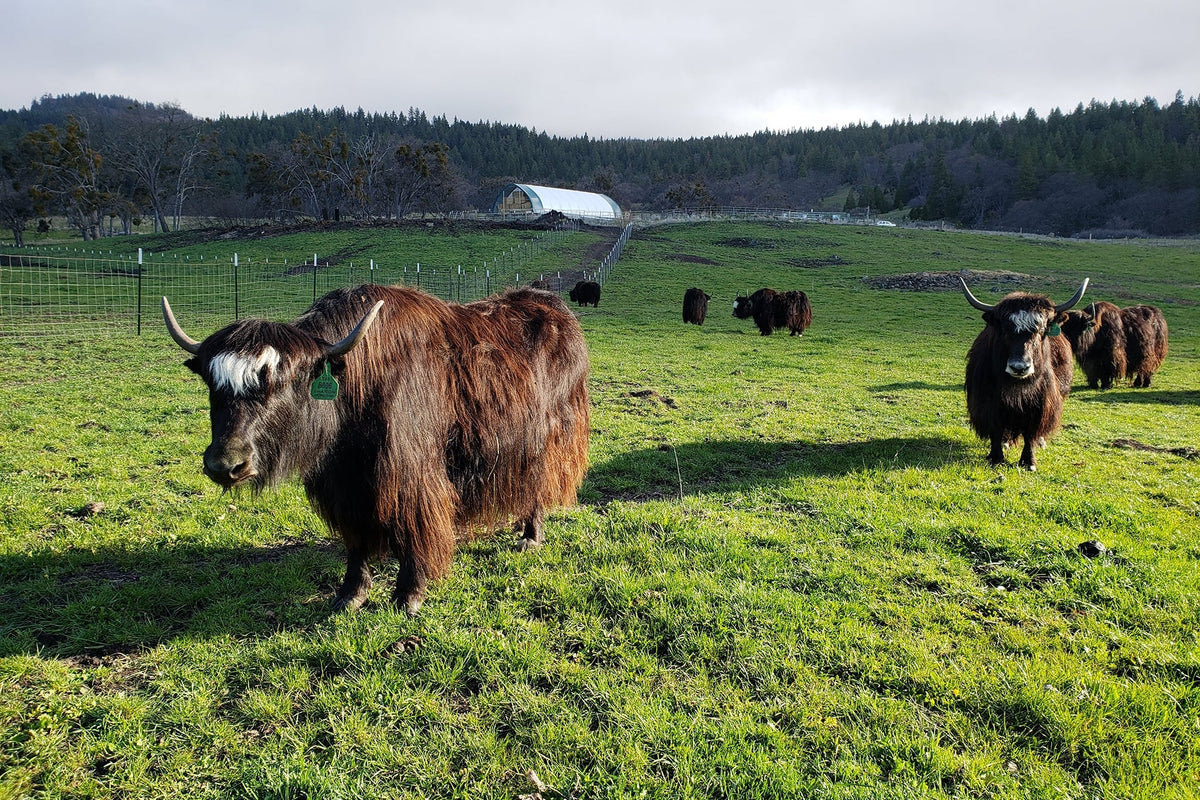 SBR Sharon – Firebird Farms
